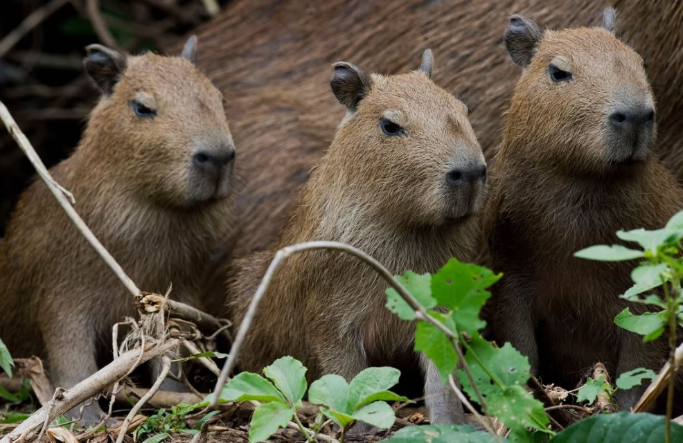 Capibara: Todo Sobre el Roedor Más Grande del Mundo y Su Vida en la ...